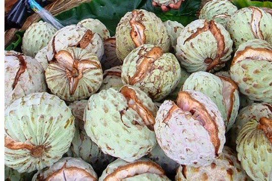 Anonas salvadoreñas - El Salvador mi país